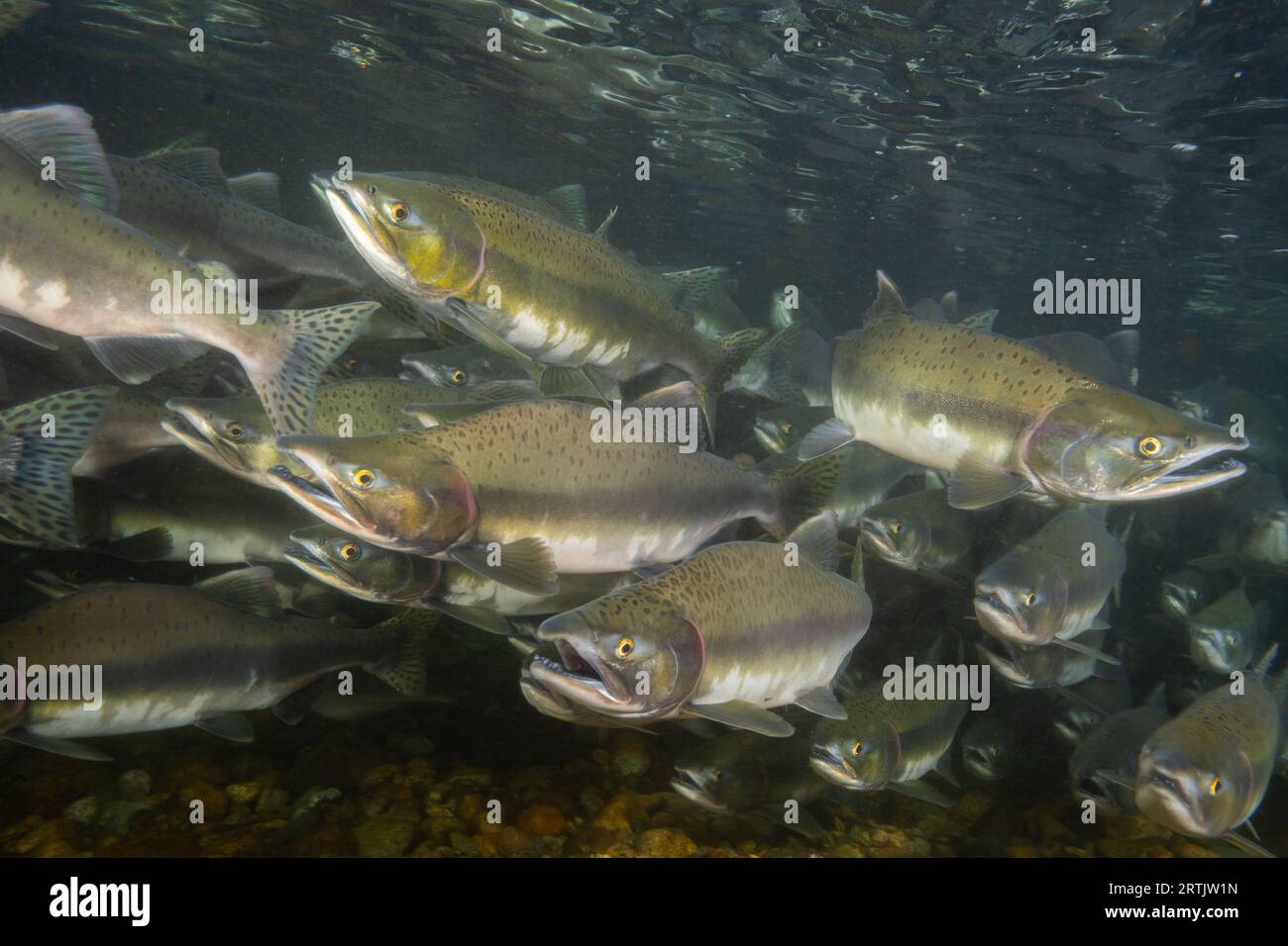 Adult Pink Salmon ready to spawn in a river in Squamish, British ...
