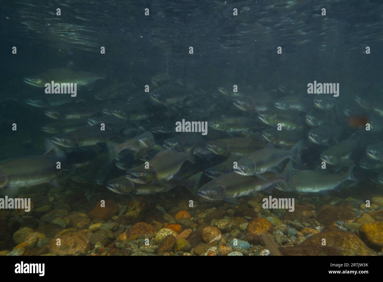 Adult pink salmon in a deep water pool in a small stream in Canada ...