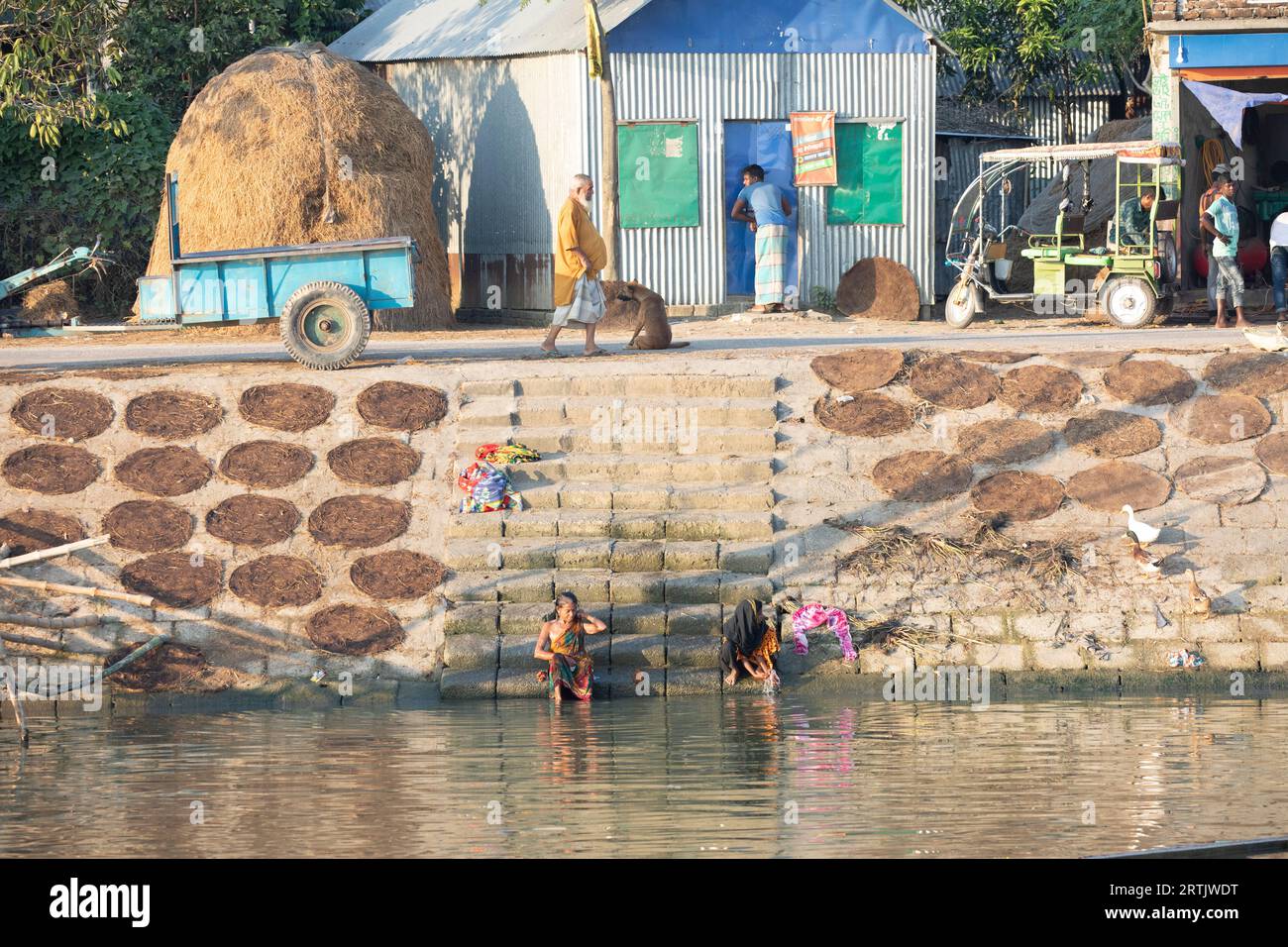 Cow dung being dried on the bank of Nikli Haor to be used for fuel for ...