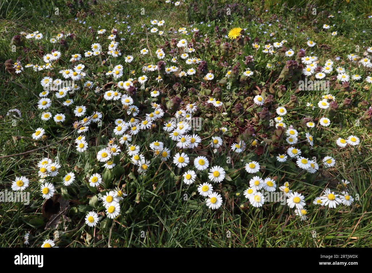 Happy daisies hi-res stock photography and images - Alamy