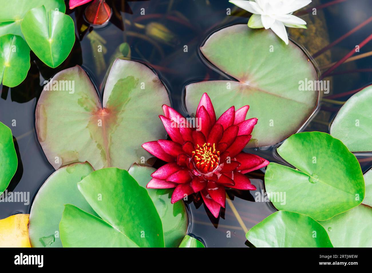 Blooming lotus flower, water lily. Sacred Lotus Nelumbo nucifera ...