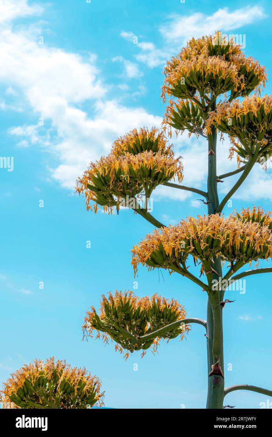 Flowering agave plant against blue sky with white clouds Stock Photo ...