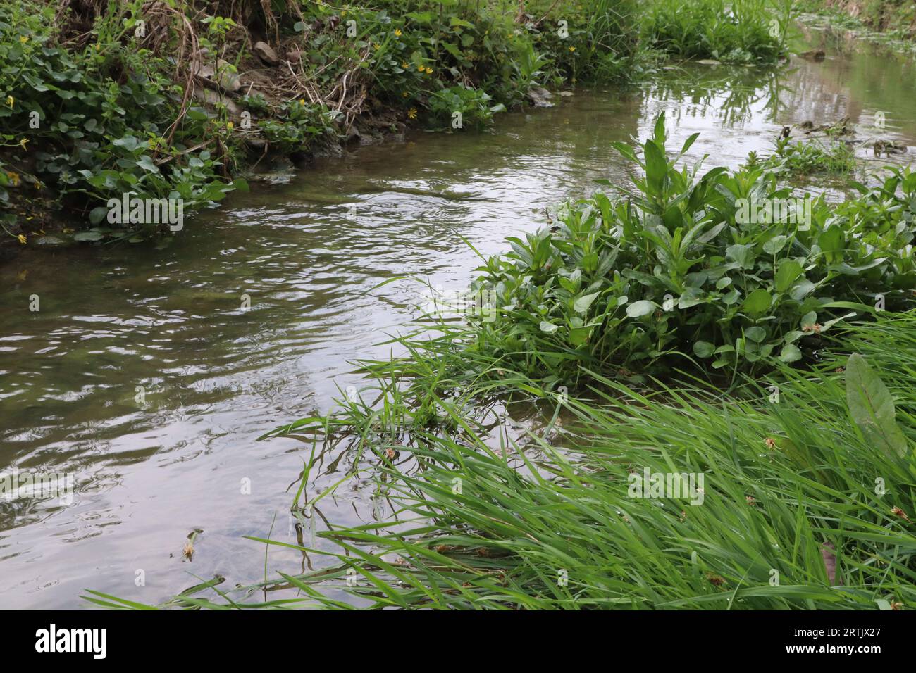 Acquatic plants hi-res stock photography and images - Alamy
