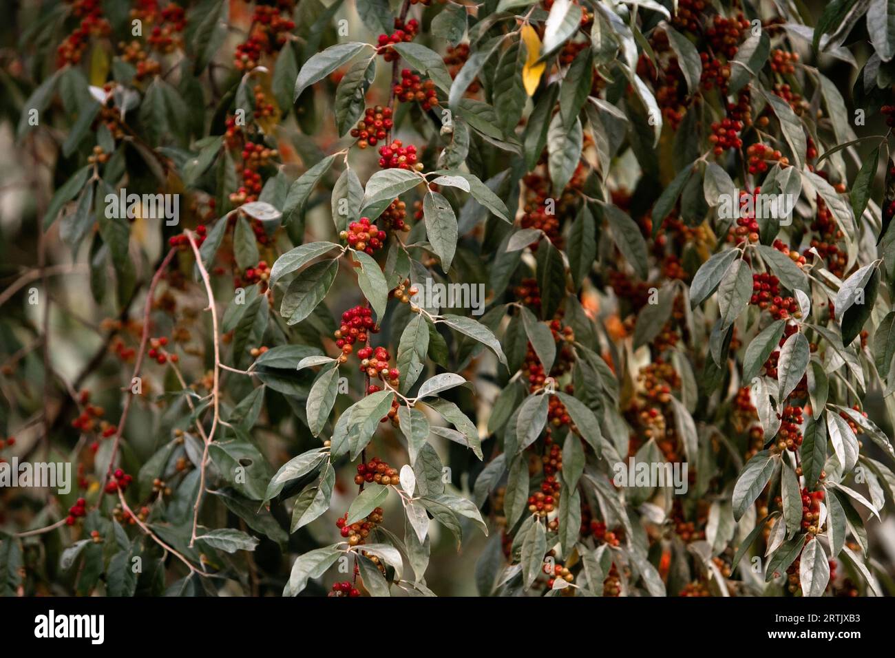 Close-up image of an Autumn Olive (Elaeagnus umbellata) shrub with ...