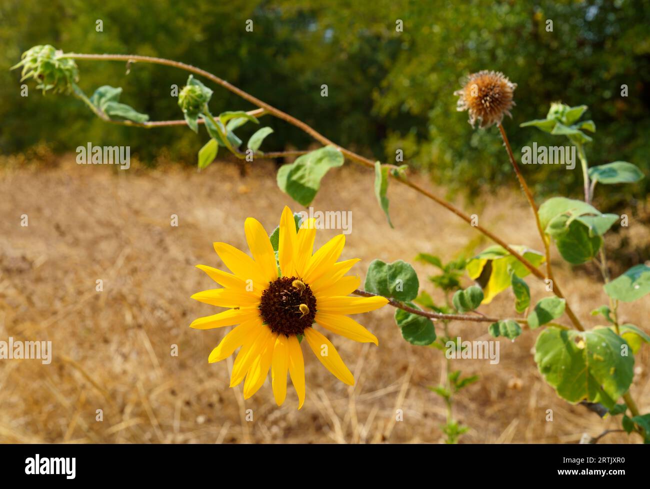 Native plants of texas hi-res stock photography and images - Alamy