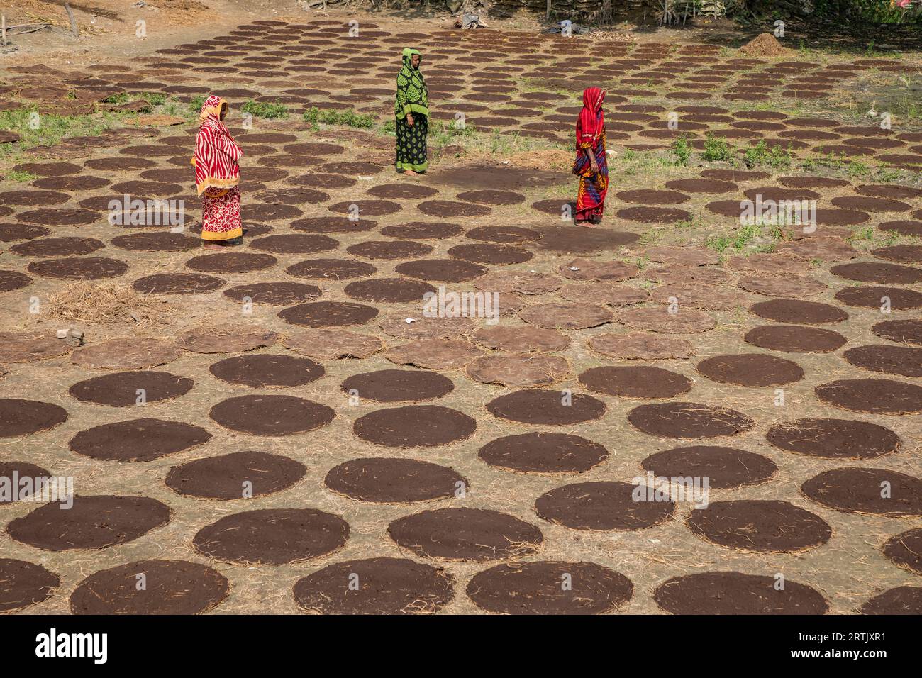 Rural women drying cow dung to be used for fuel for cooking. Austogram ...