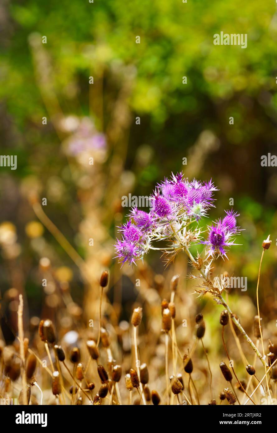 A beautiful and showy purple Eryngium leavenworthii surrounded by ...