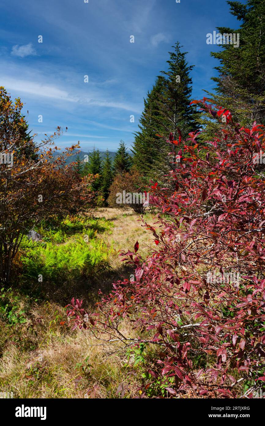 Andrews Bald in Autumn in the Great Smoky Mountains National Park Stock ...
