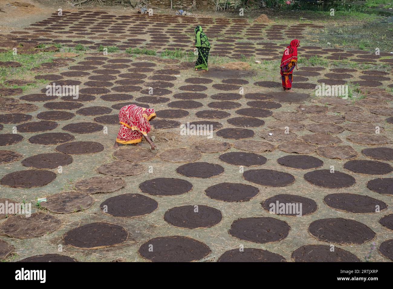 Rural women drying cow dung to be used for fuel for cooking. Austogram ...