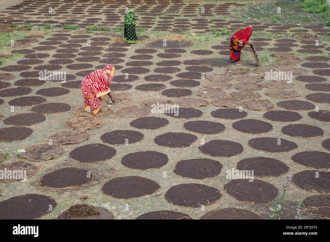 Bangladesh cow hi-res stock photography and images - Alamy