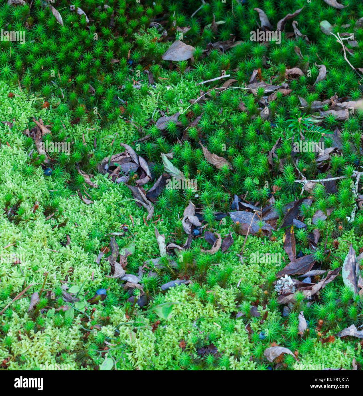 Moss at Andrews Bald in Autumn in the Great Smoky Mountains National ...