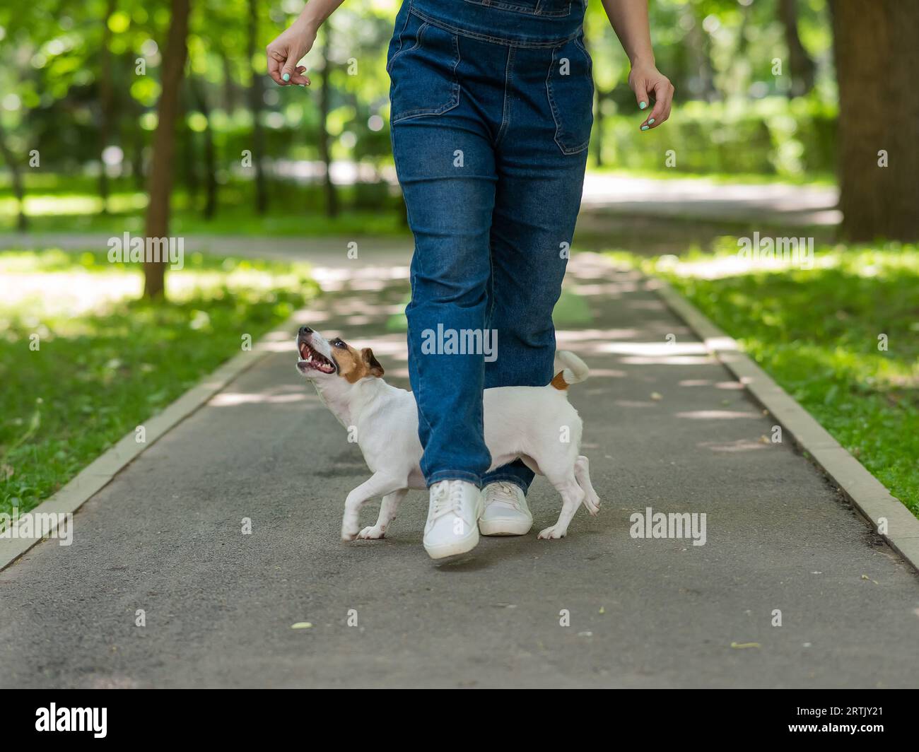 Jack Russell Terrier performs a snake command for the owner. Dog runs ...