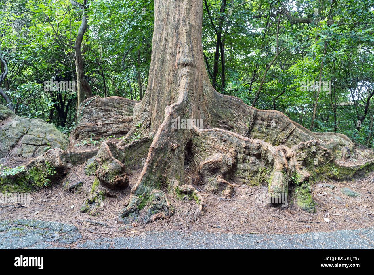 Large overgrown tree root sticking out of the ground in the tropical ...