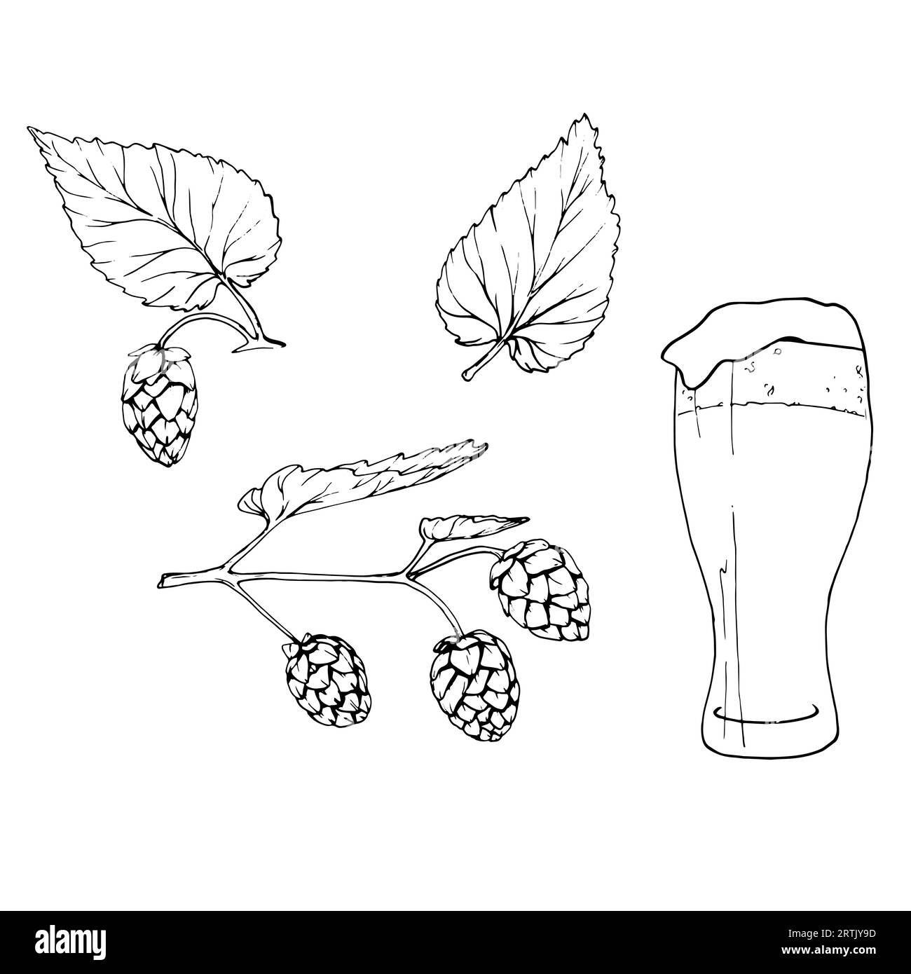 Fresh green hop. Glass of beer. Graphic hand drawn illustration for ...