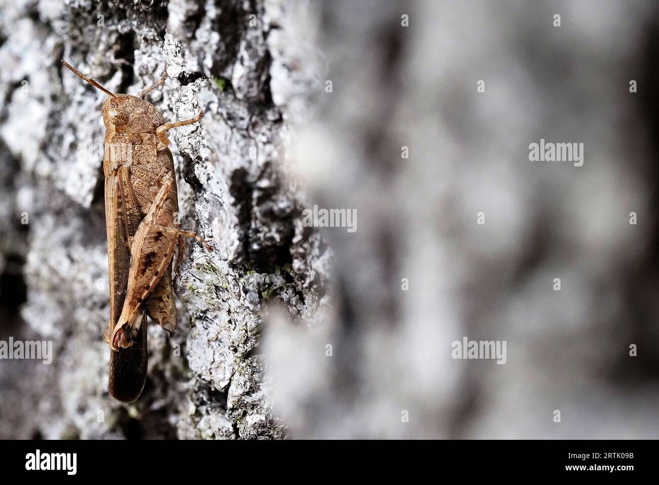 Chewing insects hi-res stock photography and images - Alamy