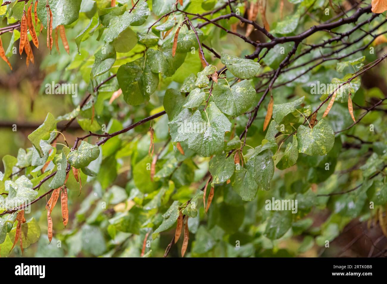 Rain from an intense summer storm falling on the green leaves of a ...