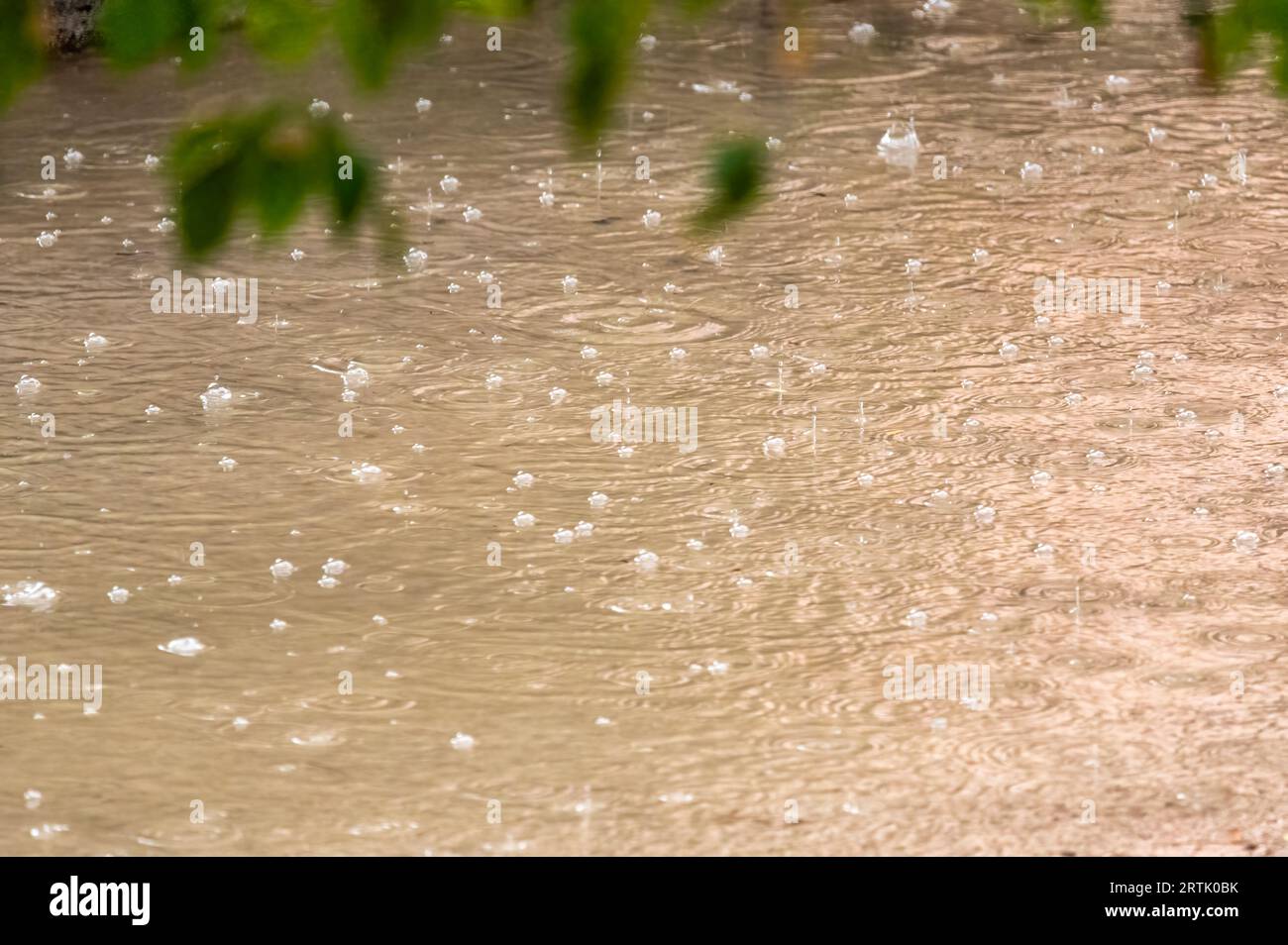 Large drops of water from the rain of a summer storm falling on the ...