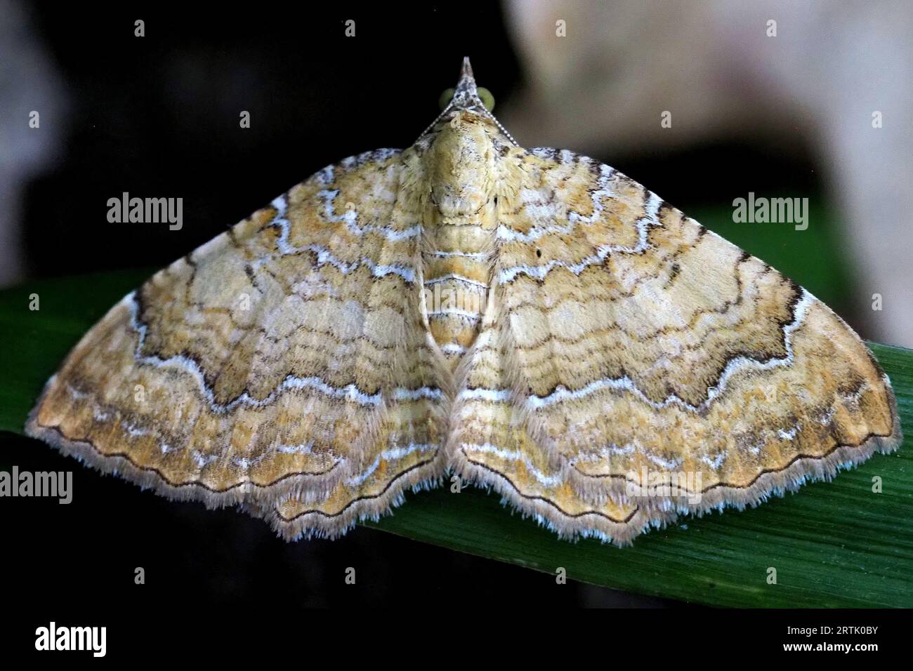 Carlo linnaeus hi-res stock photography and images - Alamy