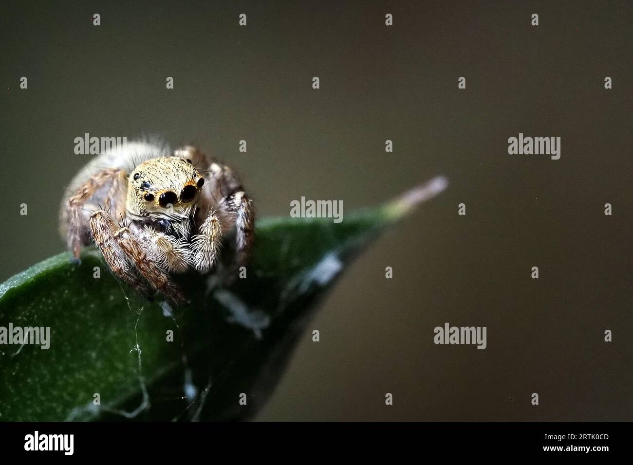 Hyllus hi-res stock photography and images - Alamy