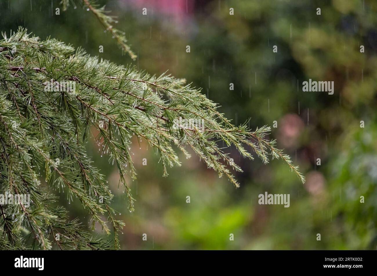Intense rain falls hi-res stock photography and images - Alamy