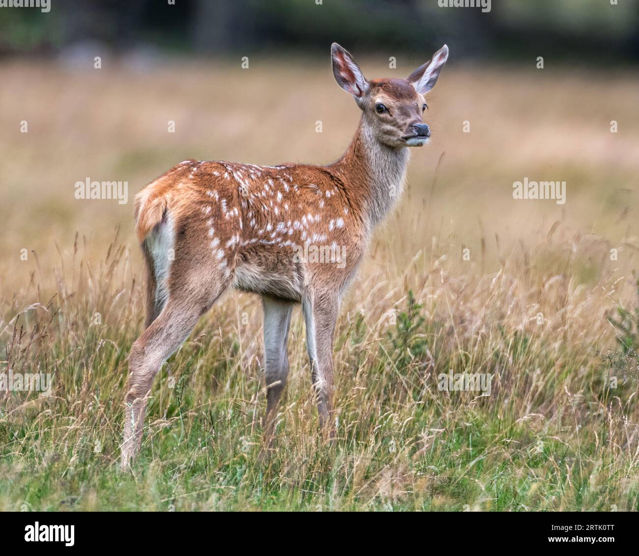 Red Deer Calf Stock Photo - Alamy