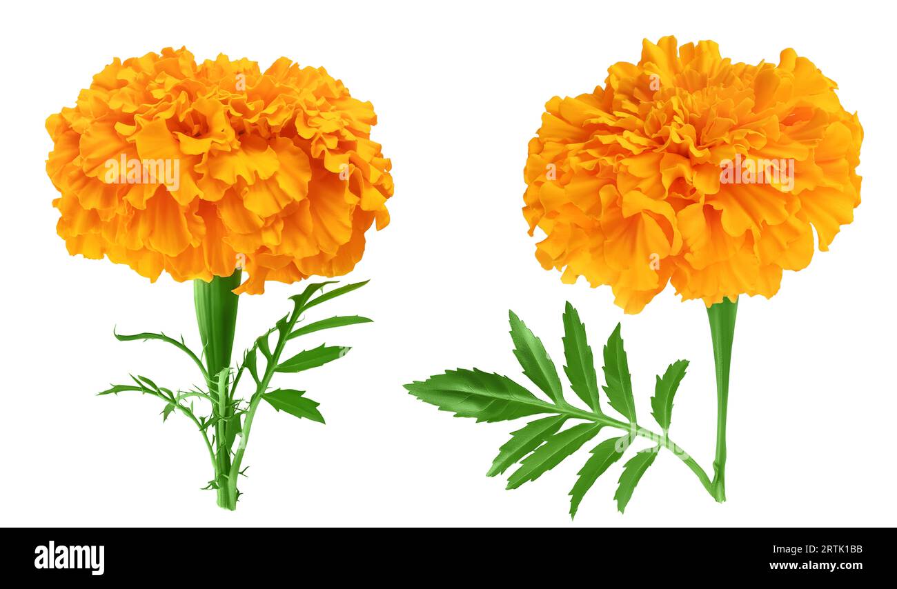 fresh marigold or tagetes erecta flower isolated on white background ...