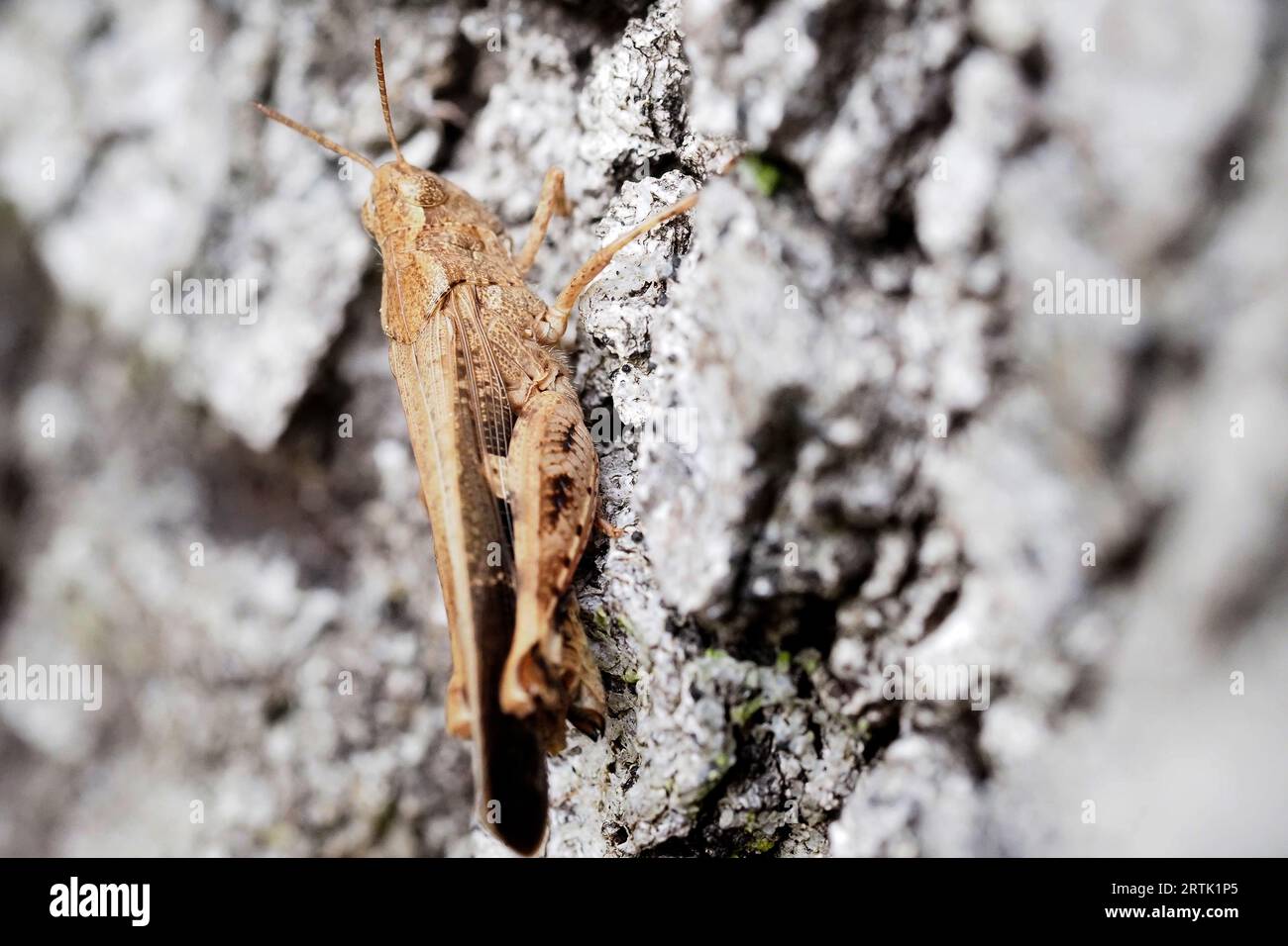 Macro view grasshopper leaning against a tree, insect belonging to the ...