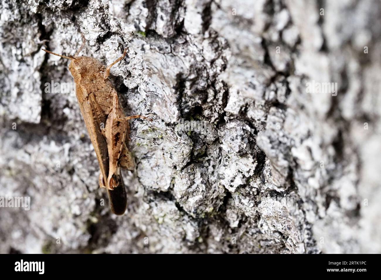 Macro view grasshopper leaning against a tree, insect belonging to the ...
