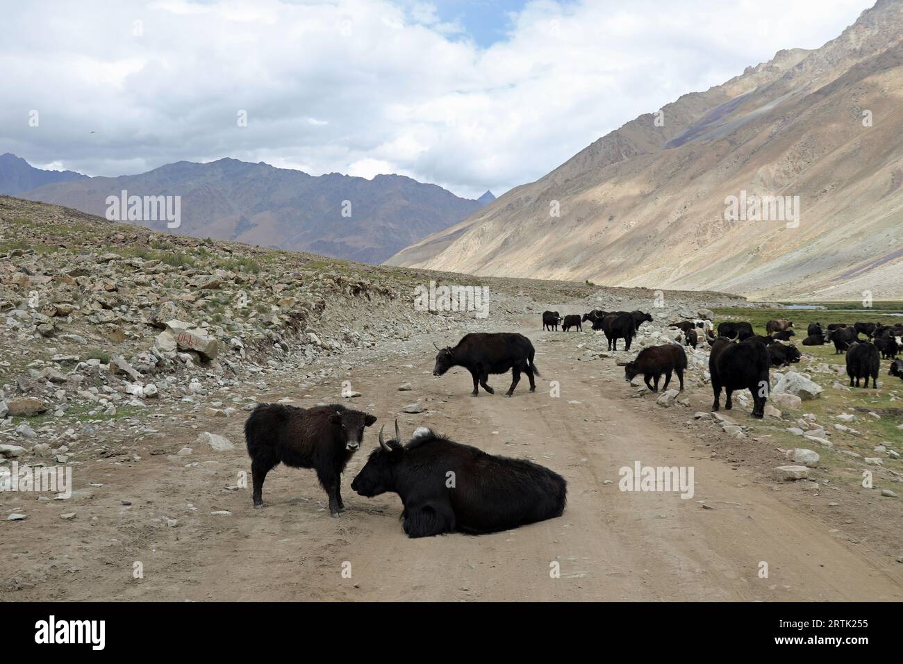 Yak herd grazing on the Shandur Pass in northern Pakistan Stock Photo ...