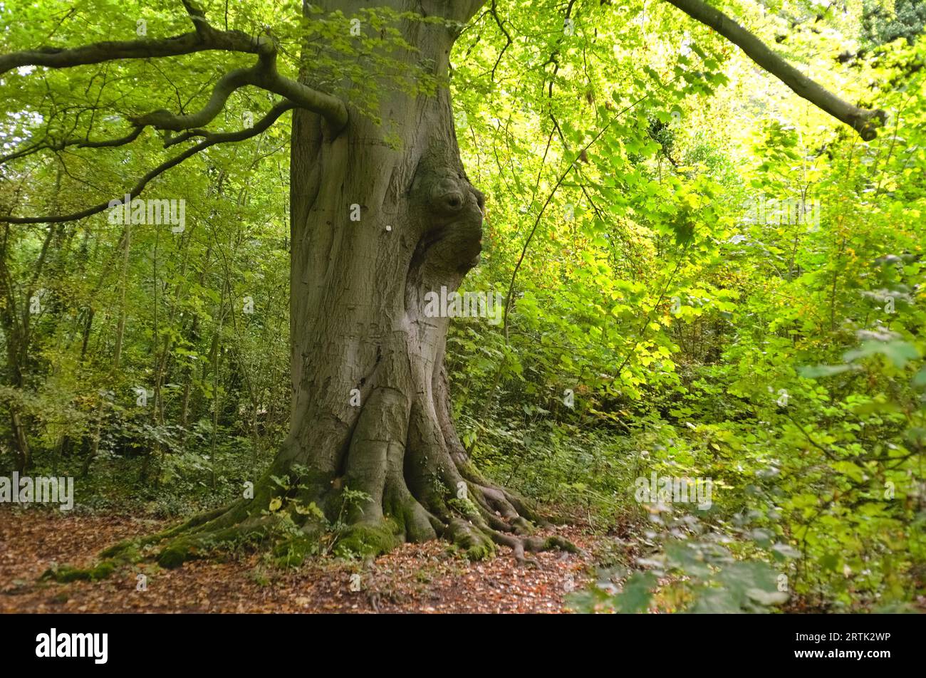 Old gnarly beech tree in the woods with a monsters face in it's trunk ...