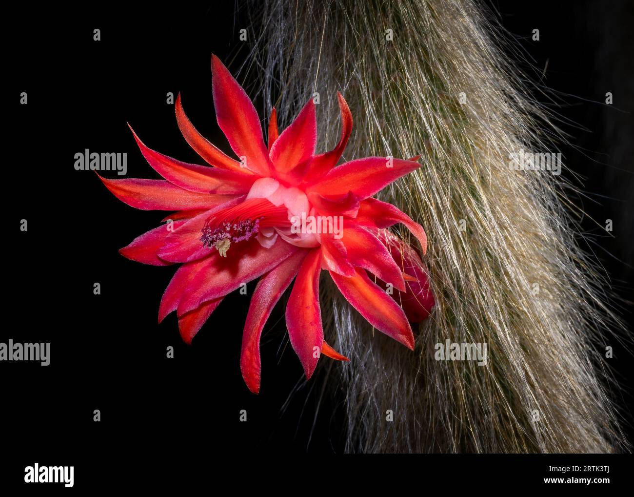 Lithophyte hi-res stock photography and images - Alamy