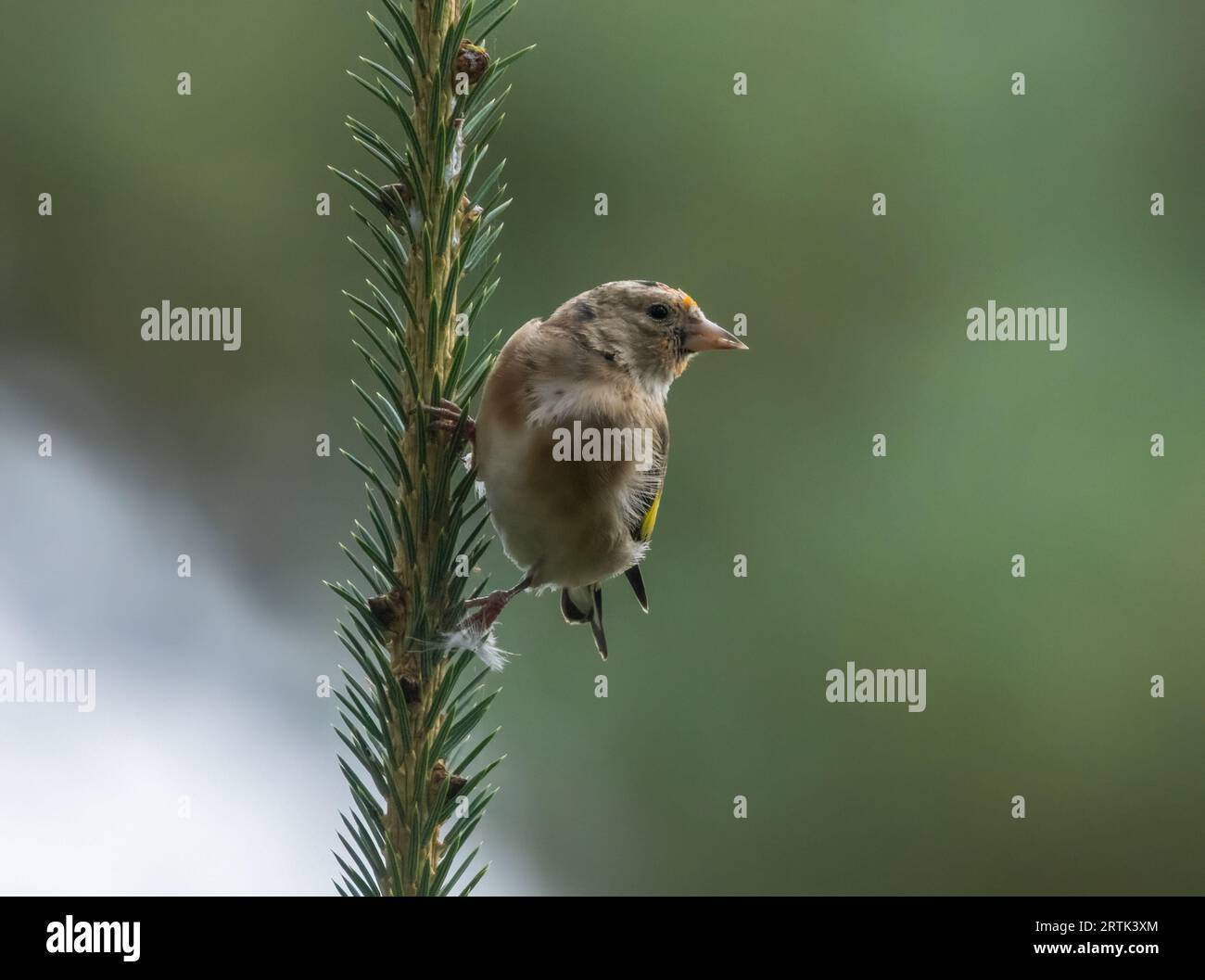 Juvenile goldfinch perched on the branch of a fir tree in the woodland ...