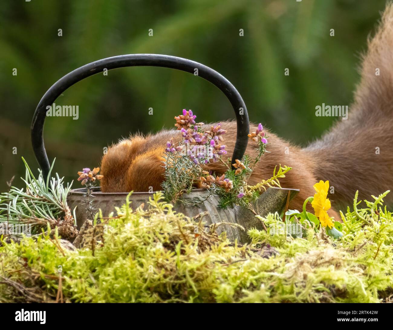 Cute and very curious and inquisitive little scottish red squirrel ...