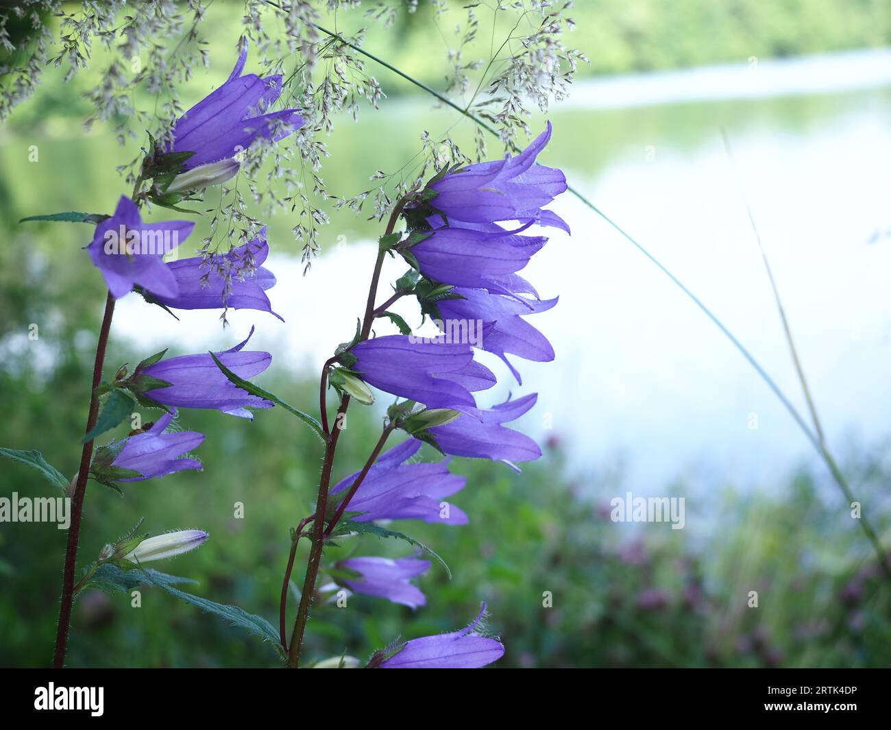 Mid summer blooming hi-res stock photography and images - Alamy