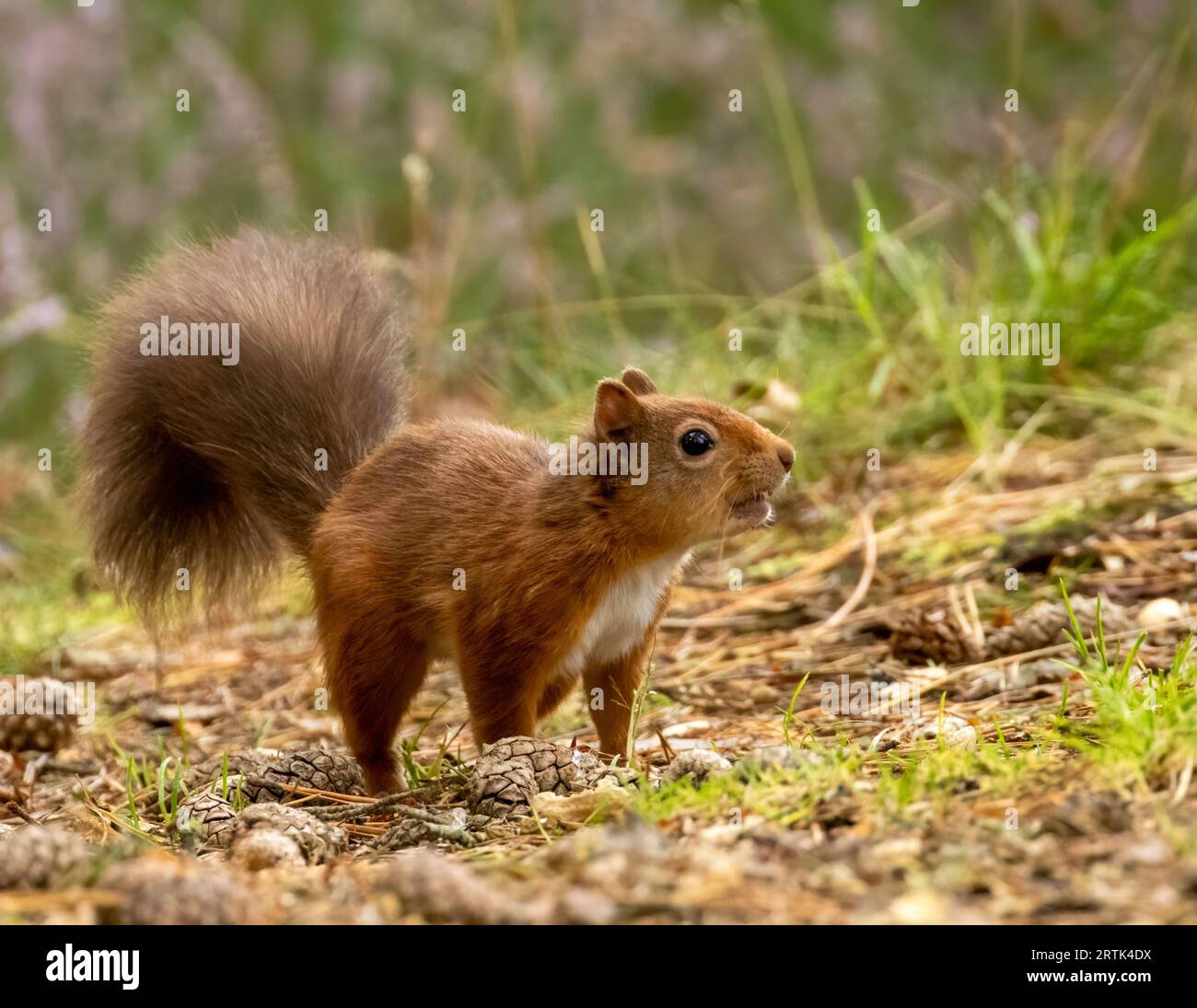 Curious and inquisitive little scottish red squirrel in the woodland ...