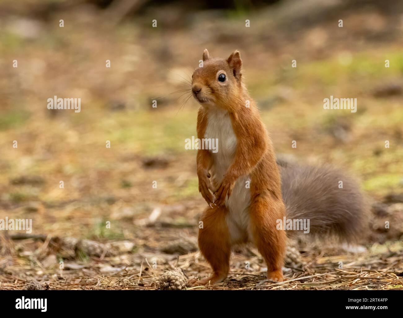 Curious and inquisitive little scottish red squirrel in the woodland ...