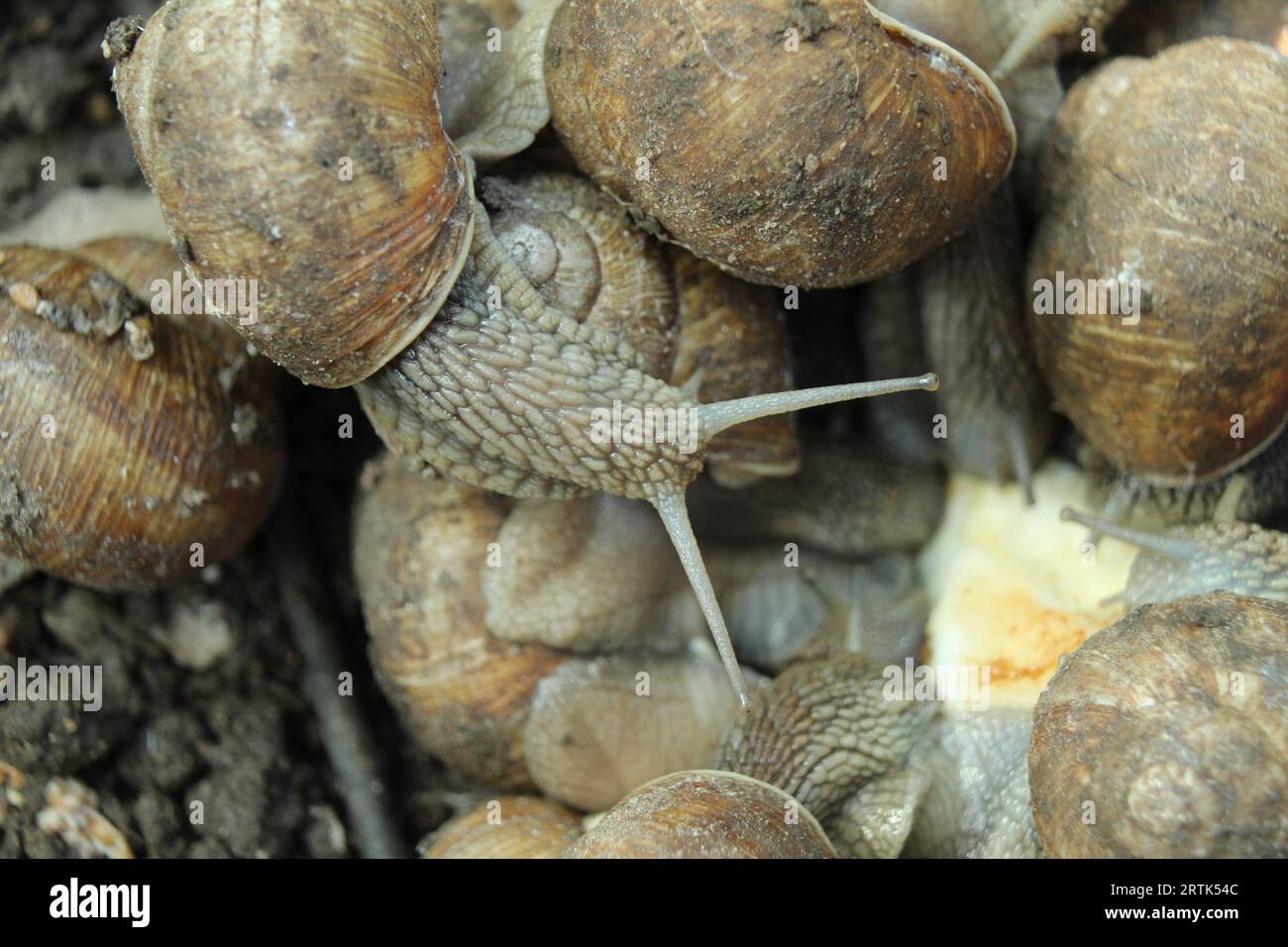 Sources of collagen hi-res stock photography and images - Alamy