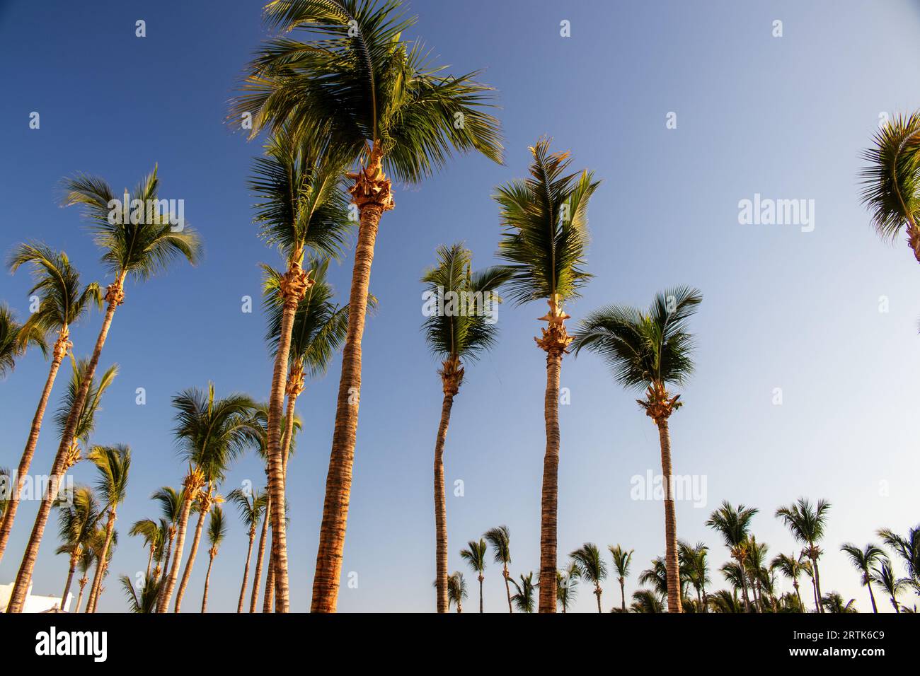 Palm trees against the blue sky in Cabo San Lucas, Mexico. A beach ...