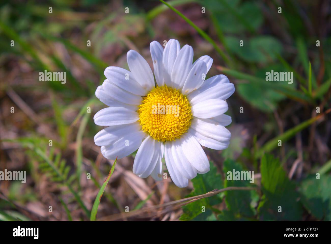 Field navel (lat. Anthemis arv nsis) is an annual herbaceous plant, a ...