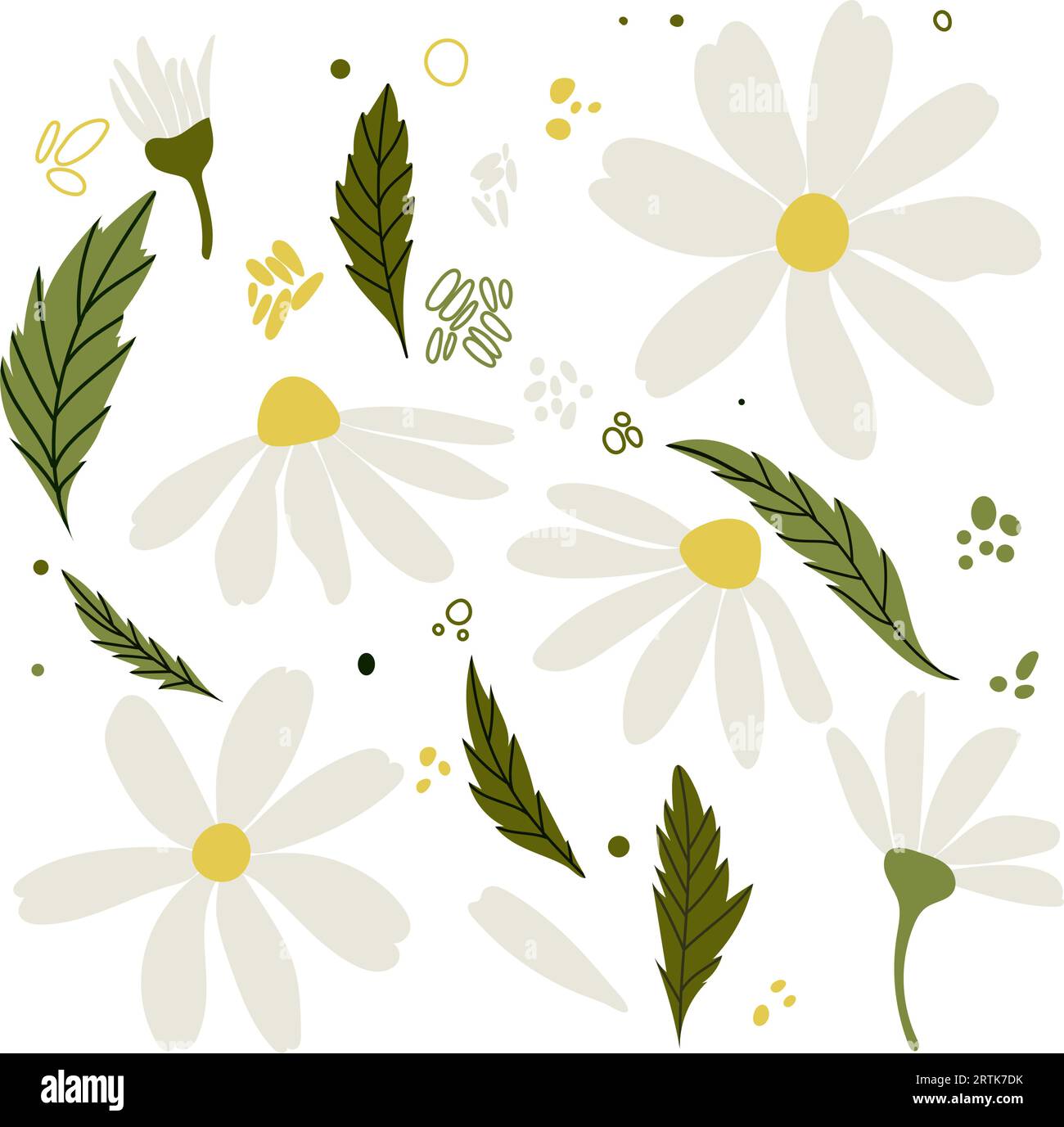 White daisy chamomile flowers. Camomile vector illustration set. Cute ...