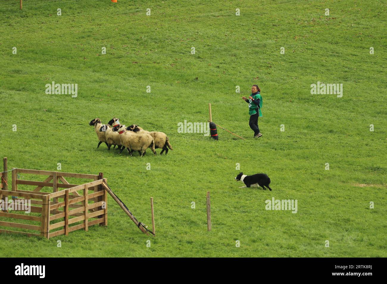 Dog Middery Sam brings the sheep around handler Charlotte Quiding from ...