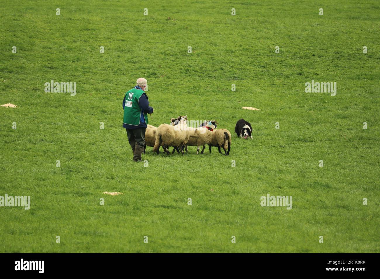 Chris McNaughton and dog Mirk competing at the World Sheep Dog Trials ...
