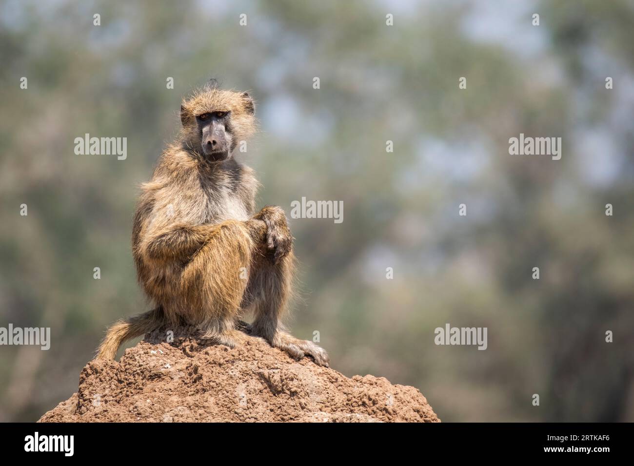 Common african monkey hi-res stock photography and images - Alamy