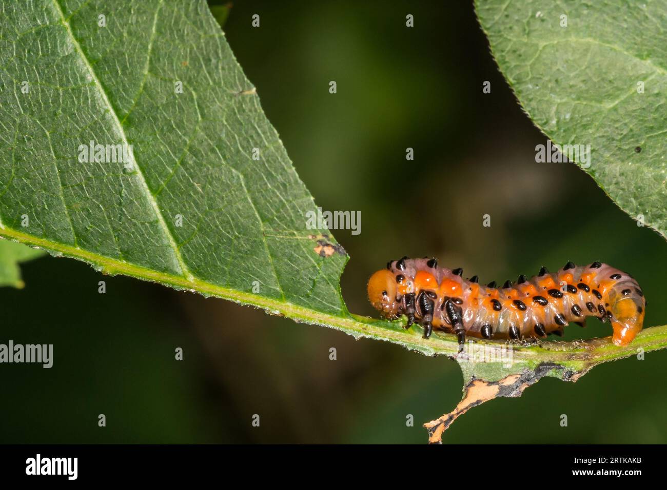 Poison Ivy Sawfly - Arge humeralis Stock Photo - Alamy