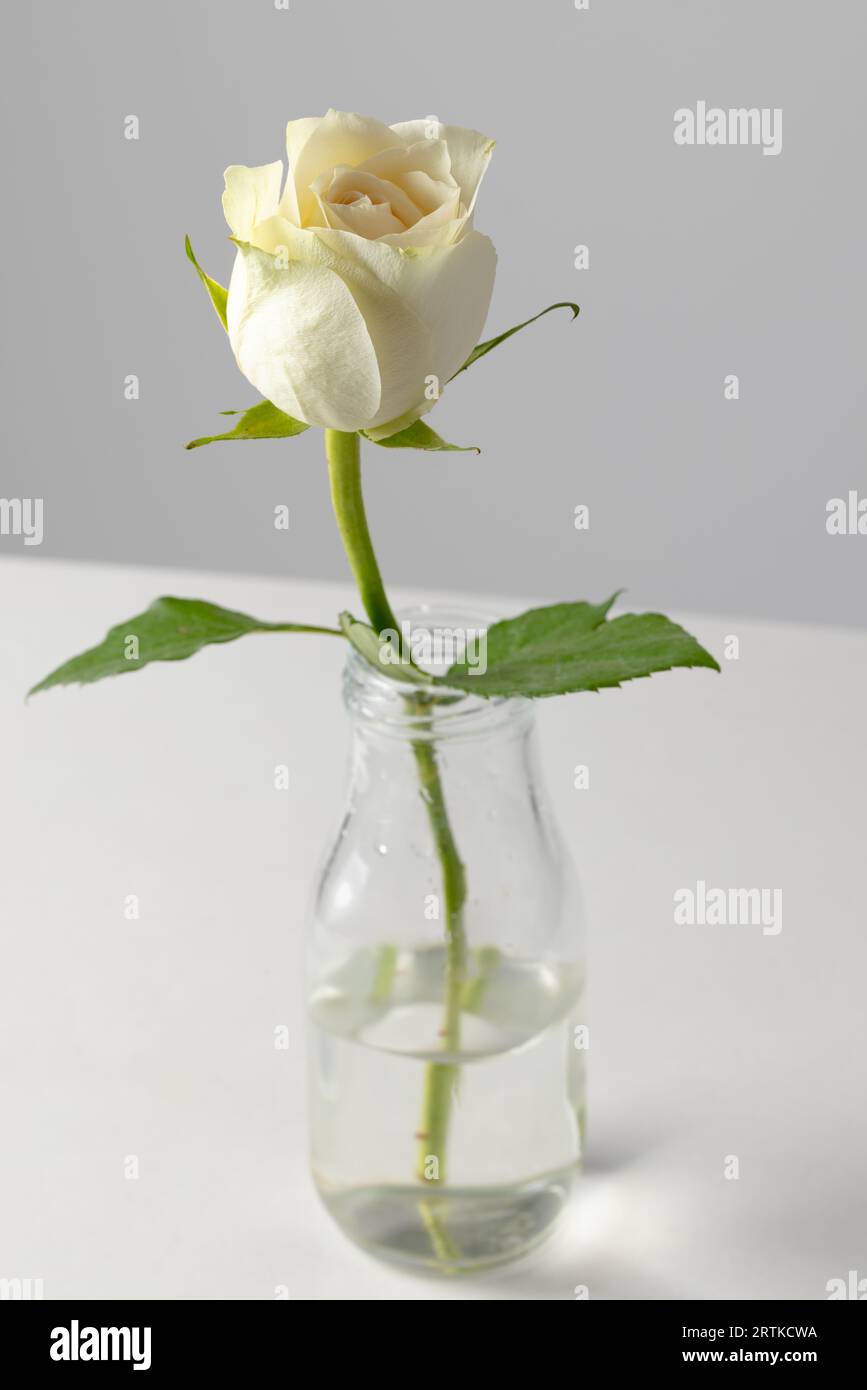 Vertical image of white rose flower in glass vase and copy space on ...