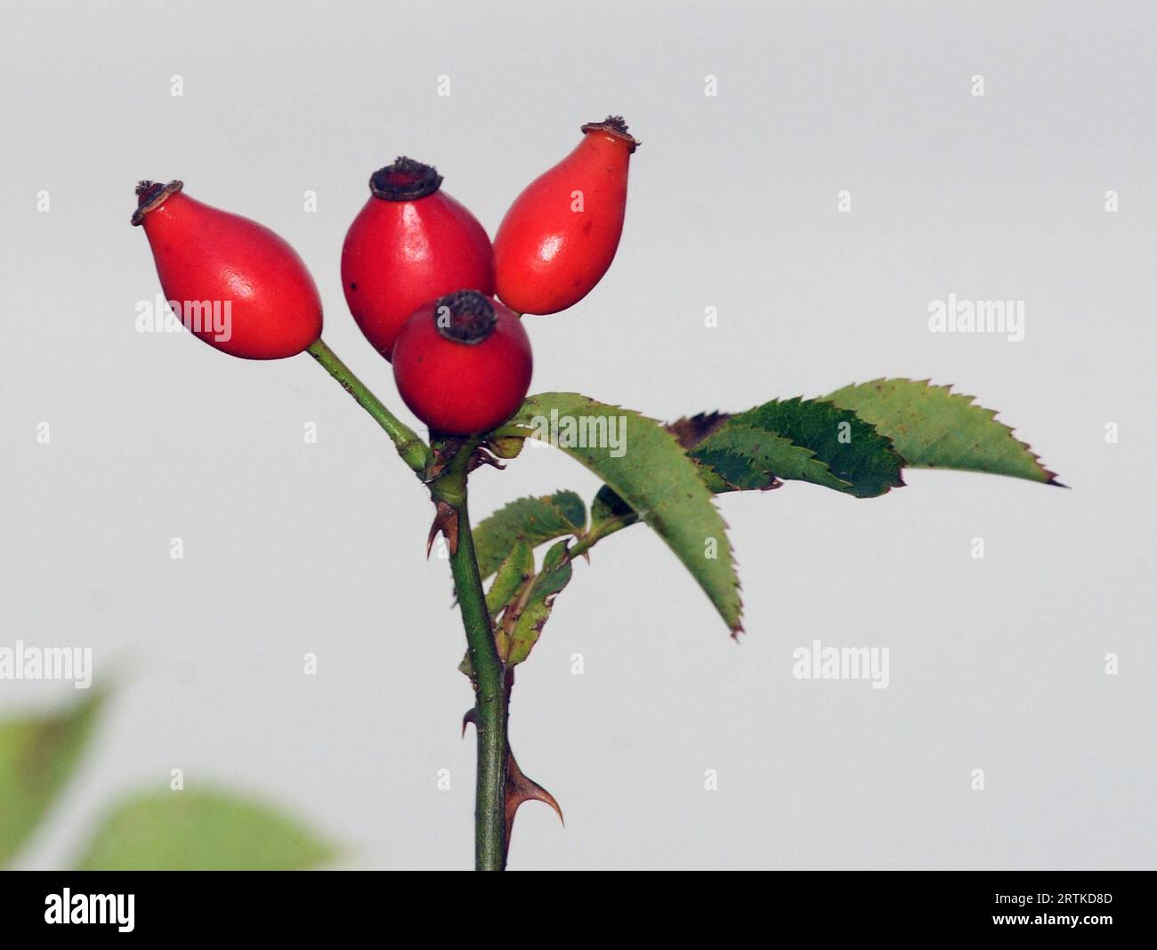 ENGLAND COASTAL PATH, ROSE HIPS, FAREHAM CREEK, FAREHAM, HANTS. PIC ...