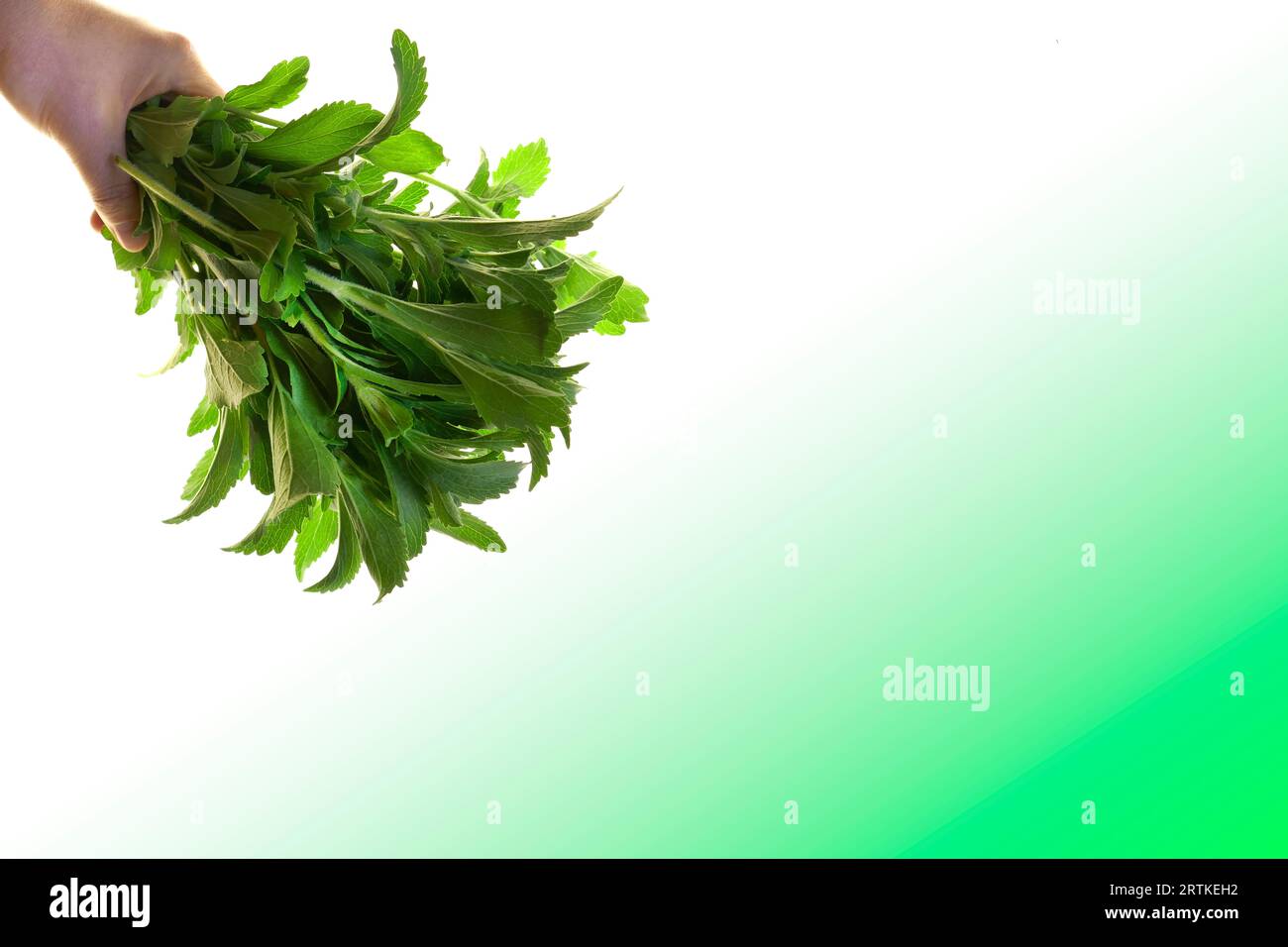 Green stevia bunch in hand. Food grade vegetable sweetener.Stevia ...