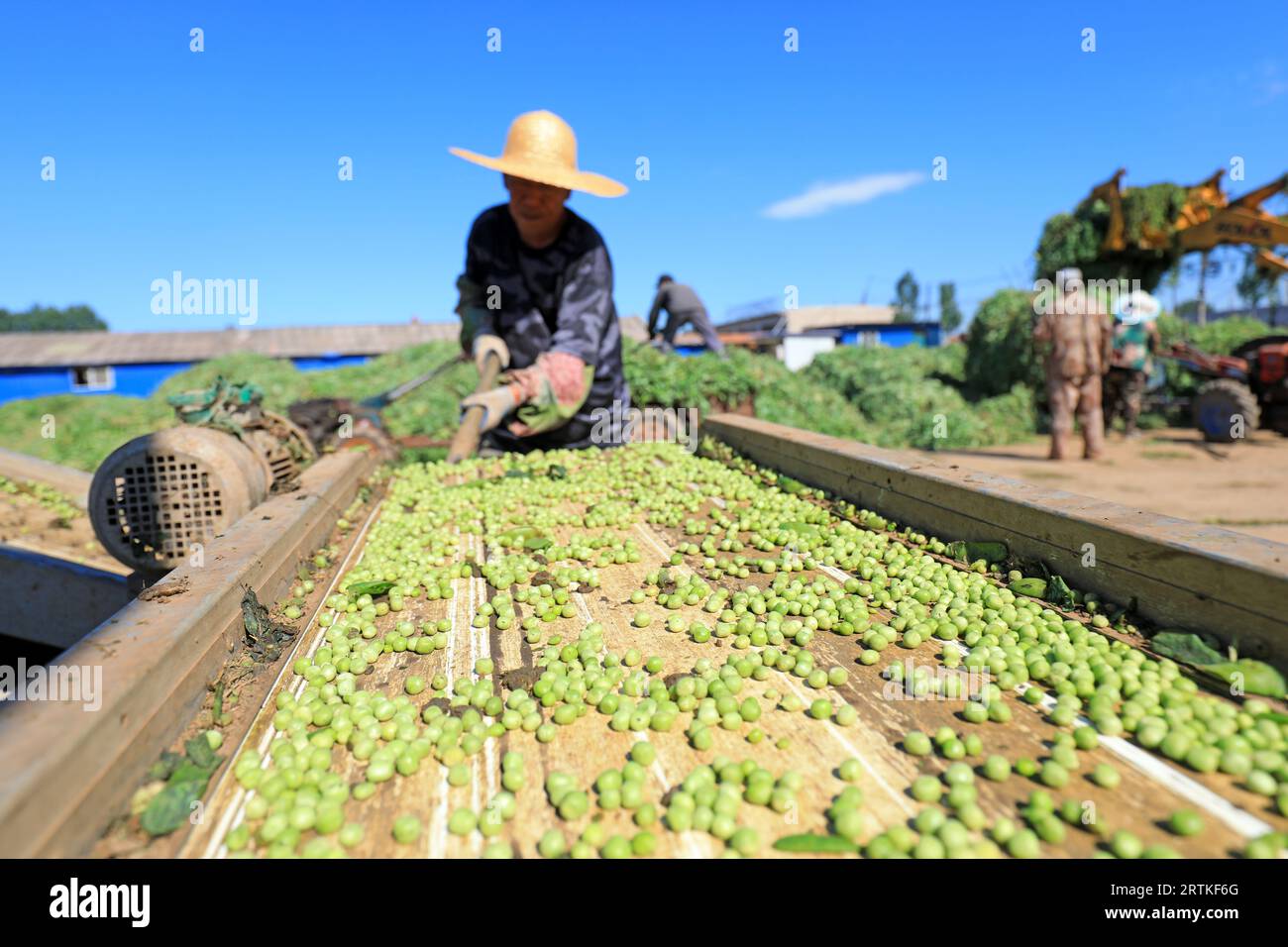 farmers use agricultural machinery to thresh peas on a farm, North ...