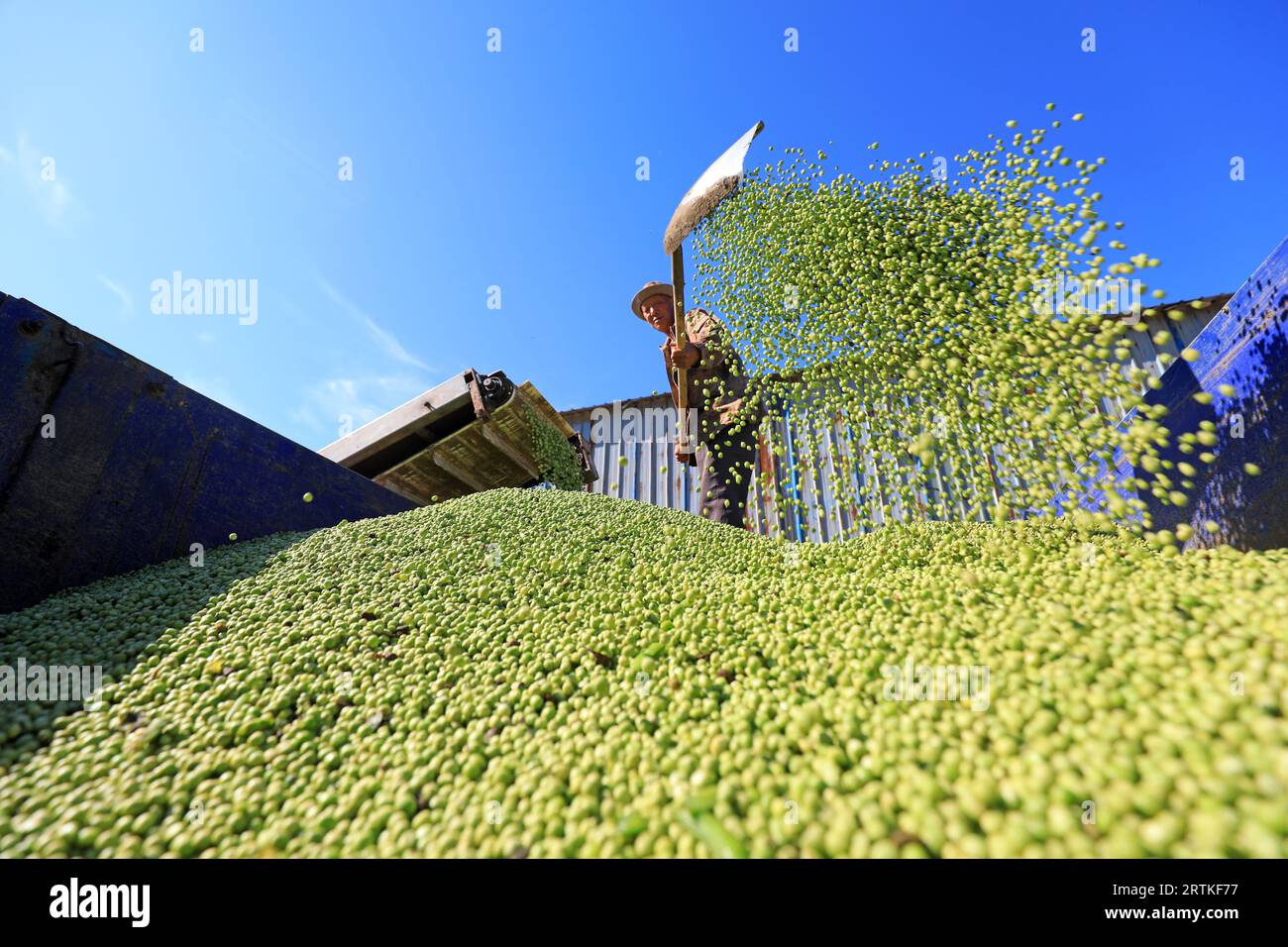 Load of grain hi-res stock photography and images - Alamy