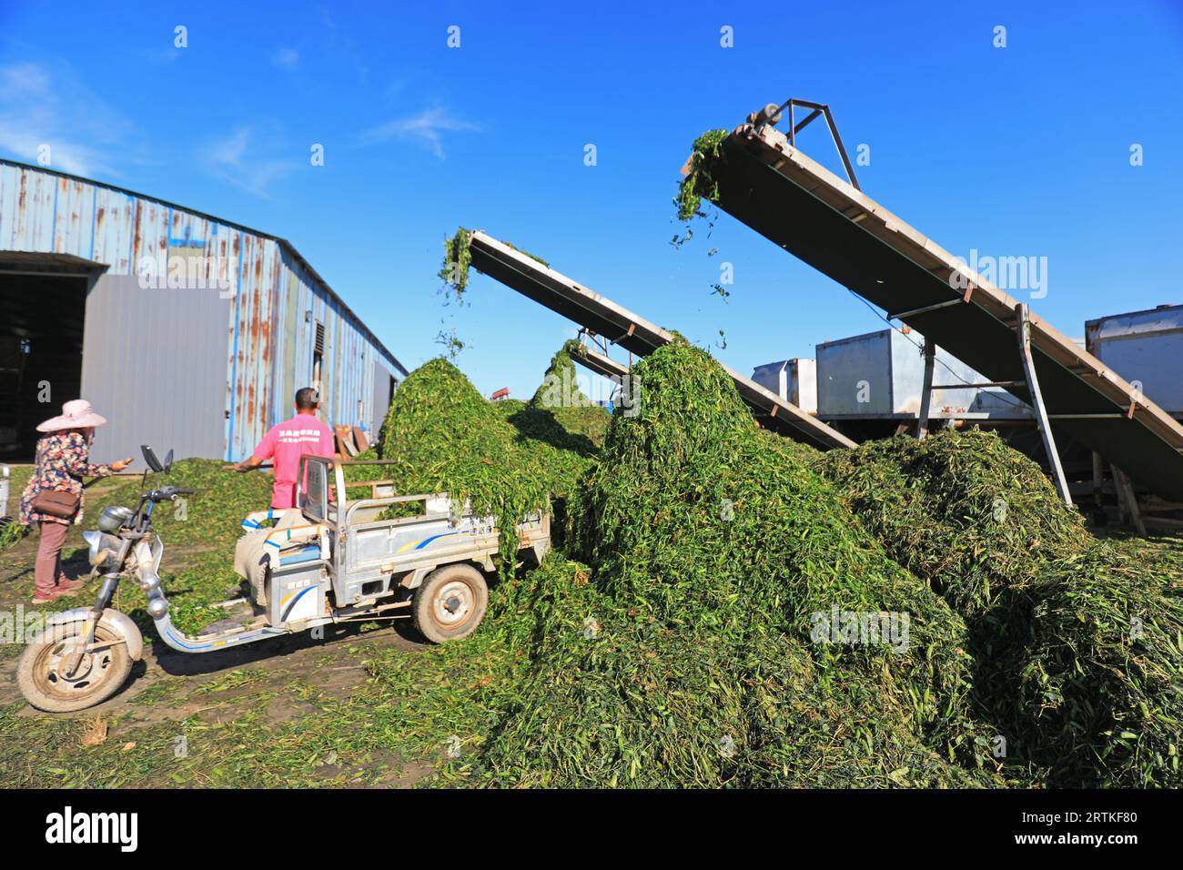 Farmers are sorting out pea plants and drying them for forage, North ...